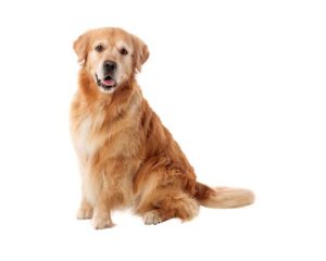 Learn how to say the animals name in Hebrew